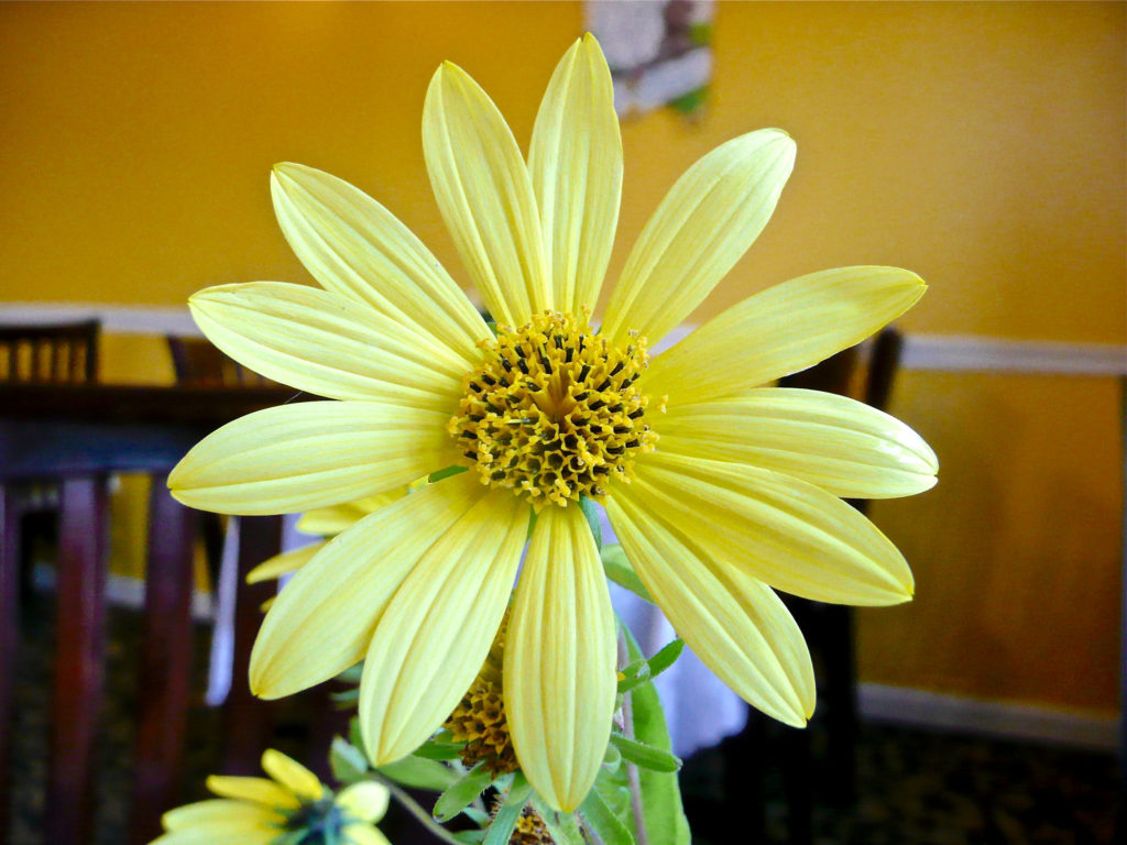 Adey Abeba | Authentic Ethiopian Restaurant of Seattle | Photo Gallery